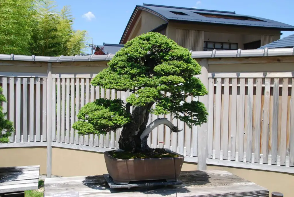 Fall Bonsai Repotting Unraveled: A Complete Roadmap