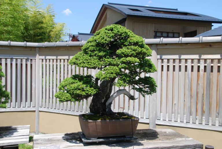 Fall Bonsai Repotting Unraveled: A Complete Roadmap