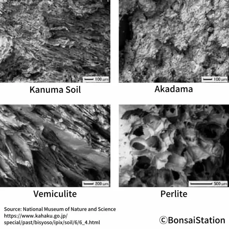 Kanuma Soil: A Complete Guide For Bonsai