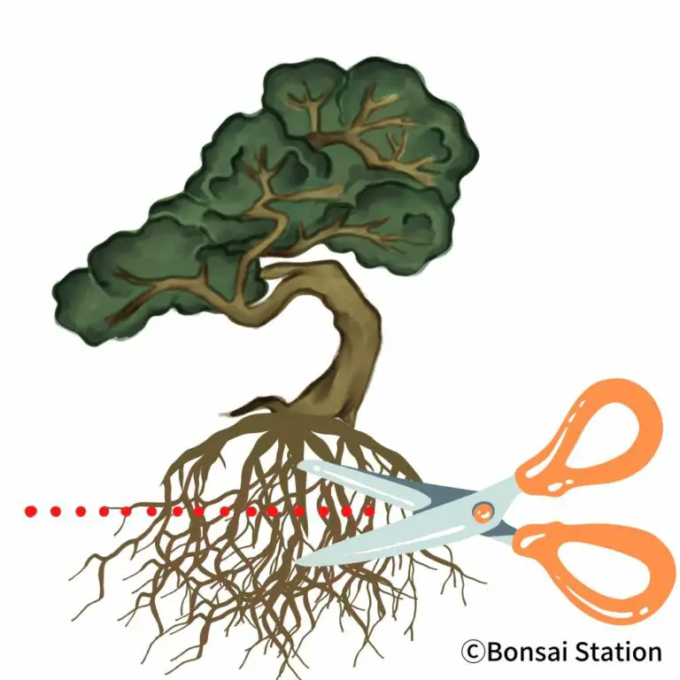 Beginner’s Guide to Repotting Bonsai: A Step-by-Step Guide
