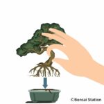 Beginner’s Guide to Repotting Bonsai: A Step-by-Step Guide