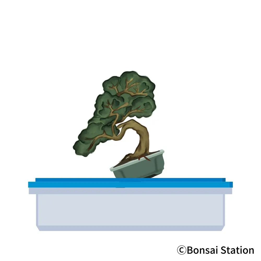 Reviving a Dried Out Bonsai: A Step-by-Step Guide