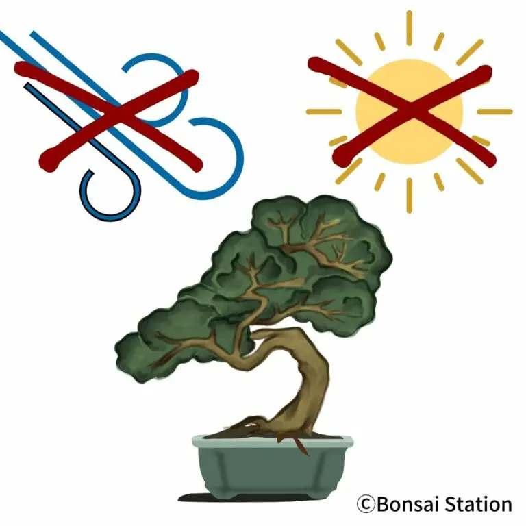 Reviving a Dried Out Bonsai: A Step-by-Step Guide