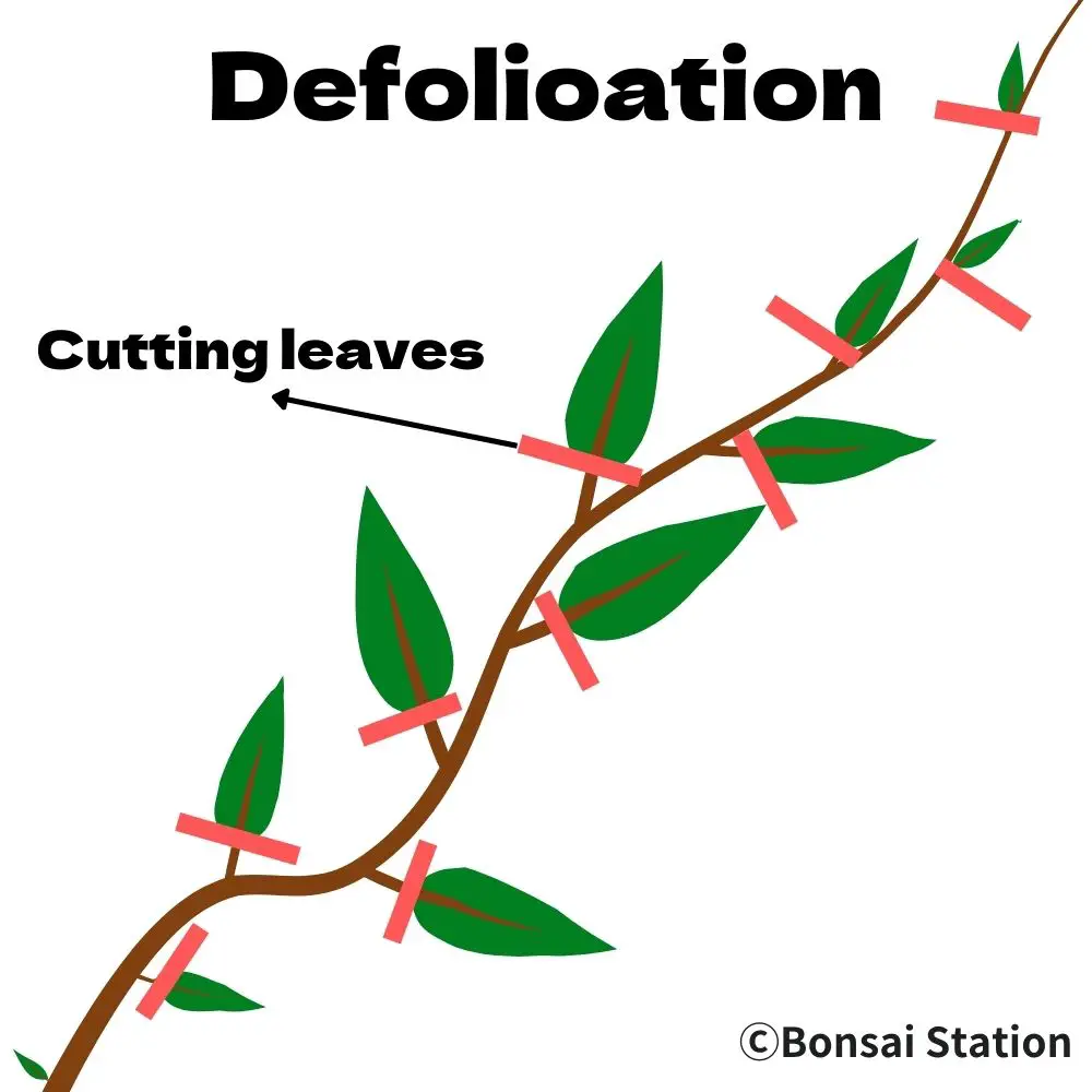 Bonsai Pruning: Why Do It and When?