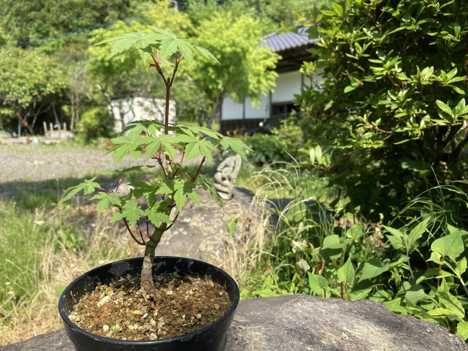 The Best Japanese Maple for Bonsai (and more)