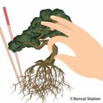 Beginner’s Guide to Repotting Bonsai: A Step-by-Step Guide