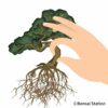 Beginner’s Guide to Repotting Bonsai: A Step-by-Step Guide