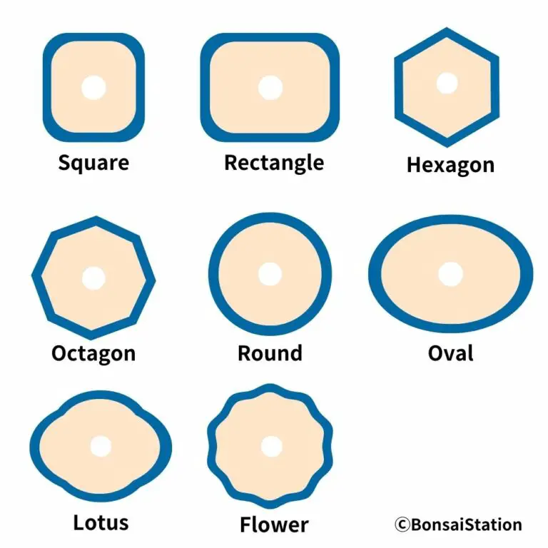 Positioning Bonsai Tree in a Pot: Bonsai Design 101