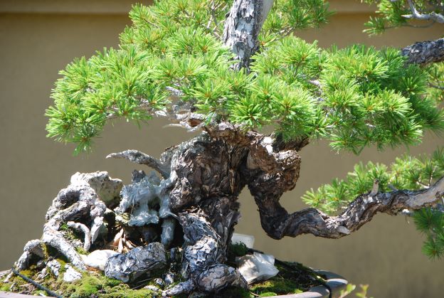 Bonsai Training Pots: Why Use Them?