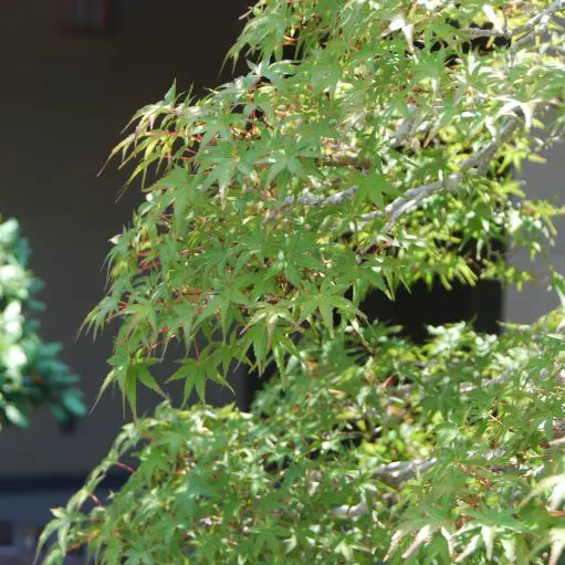 The Best Japanese Maple for Bonsai (and more)