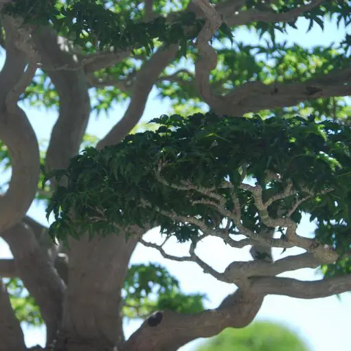 Can A Japanese Maple Live Indoors?