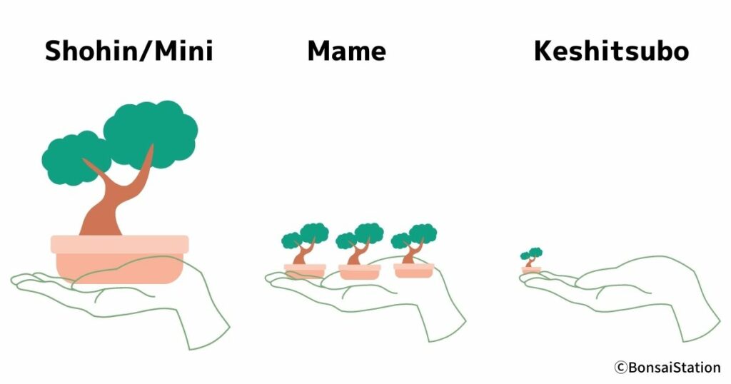How To Start A Mini Bonsai