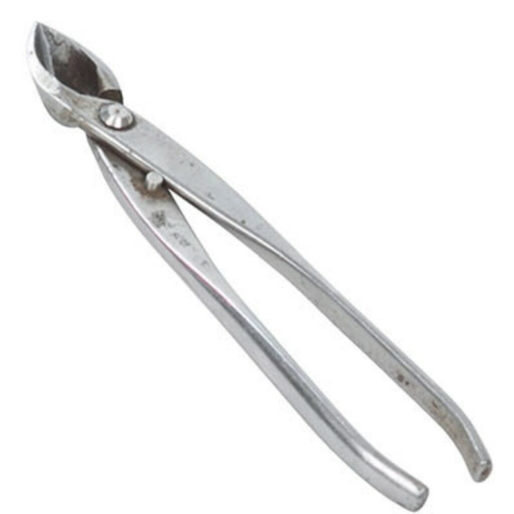 How To Start A Mini Bonsai