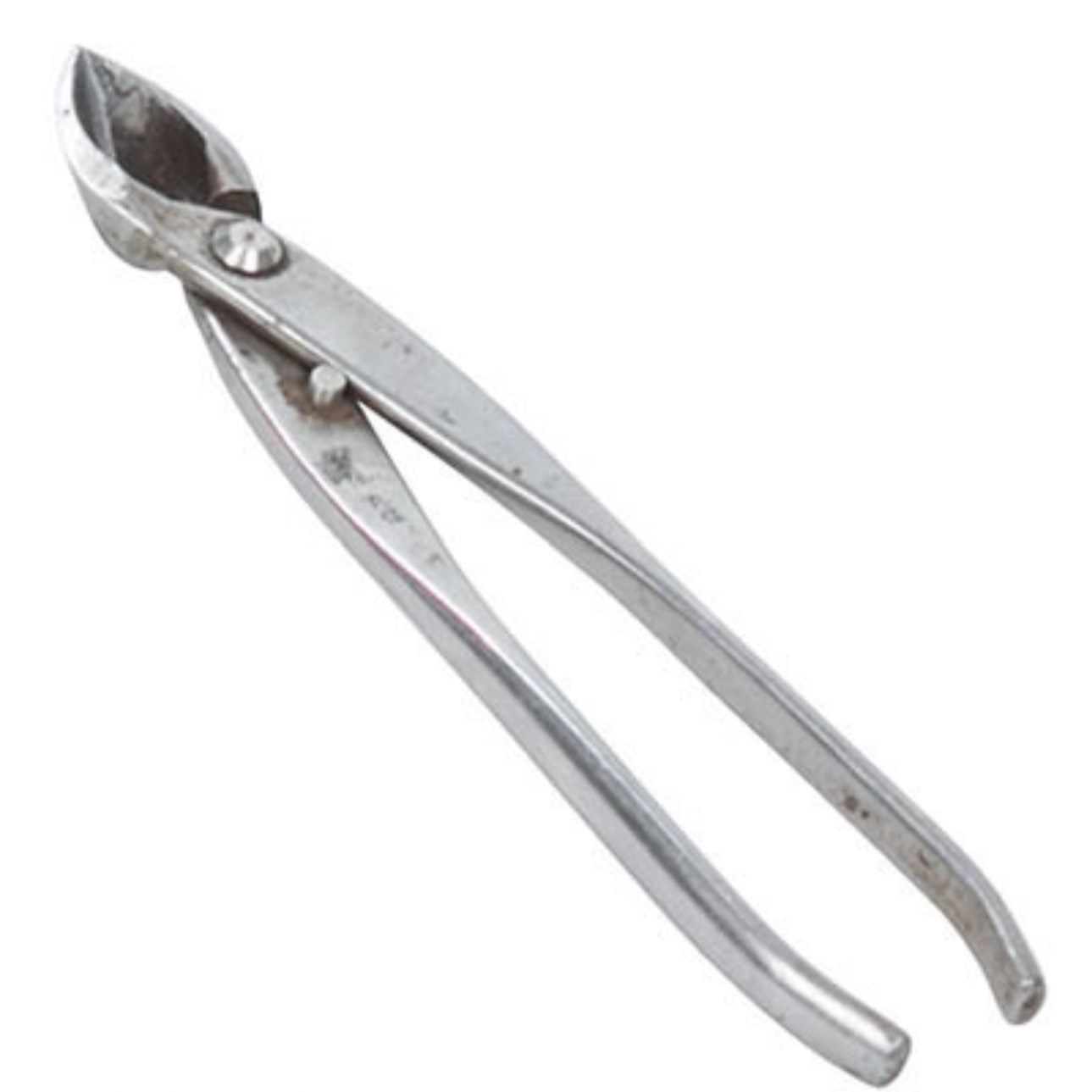 How To Start A Mini Bonsai