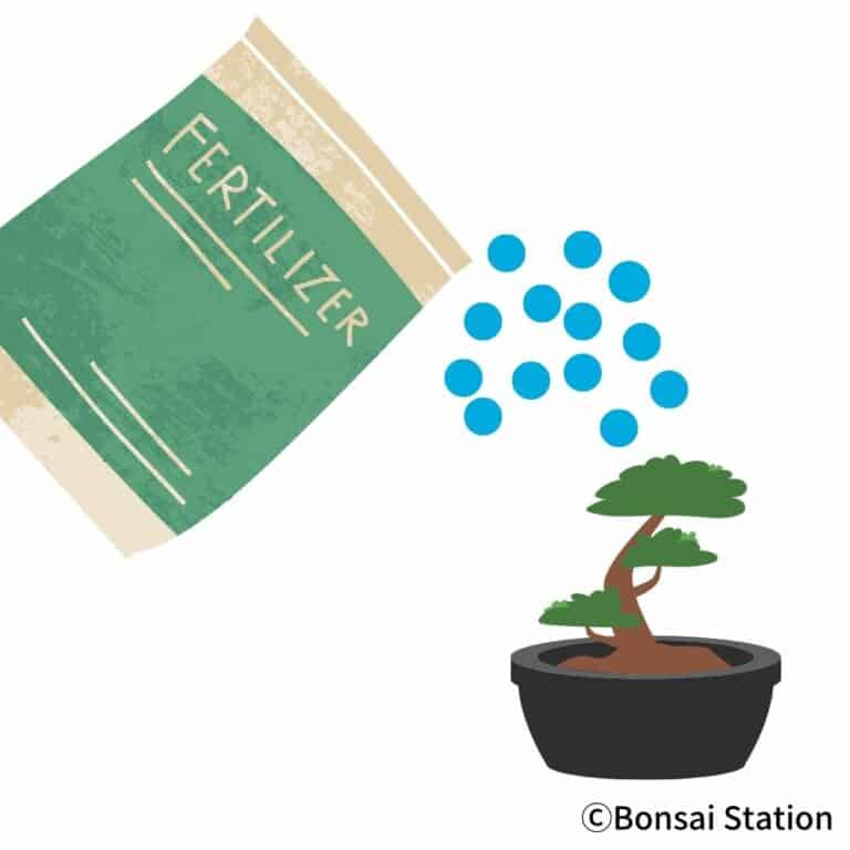 Japanese Maple Seedlings Care: The Ultimate Guide Japanese Maple Seedlings Care: The Ultimate Guide