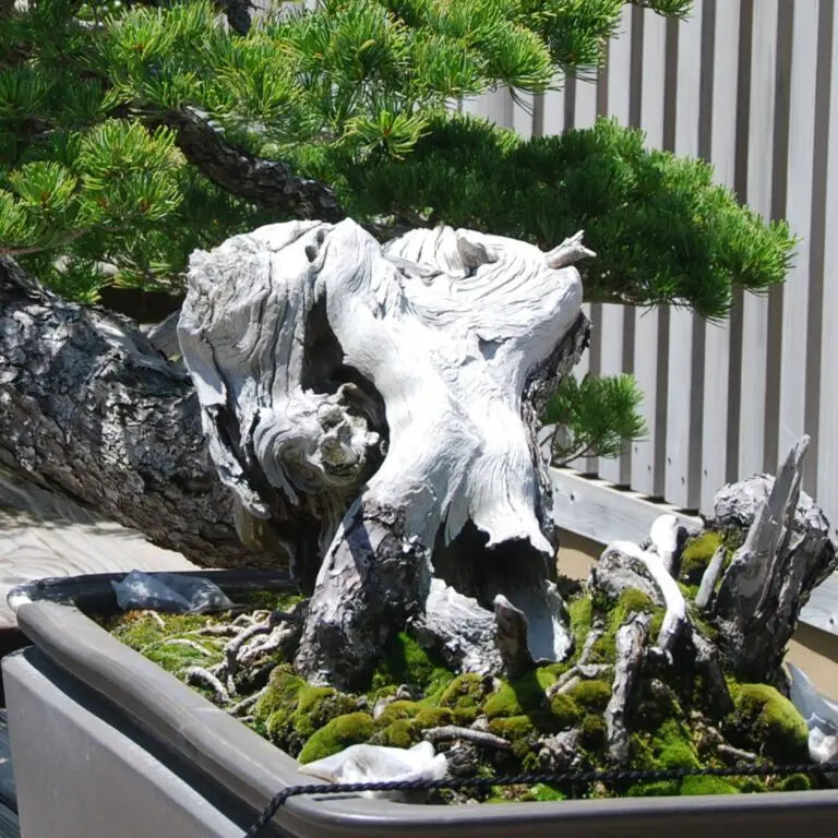 Why Is My Bonsai Moss Dying?