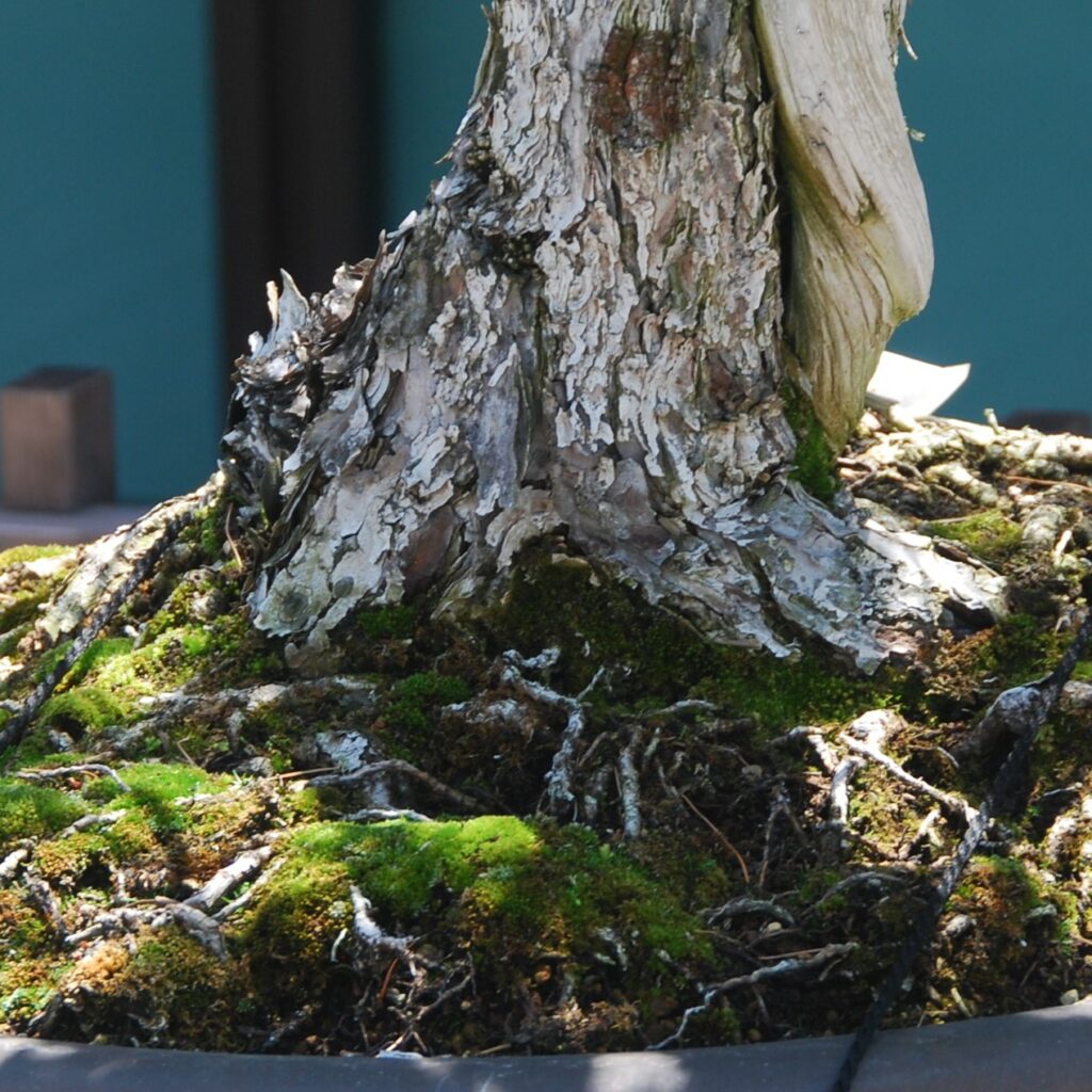Why Is My Bonsai Moss Dying?
