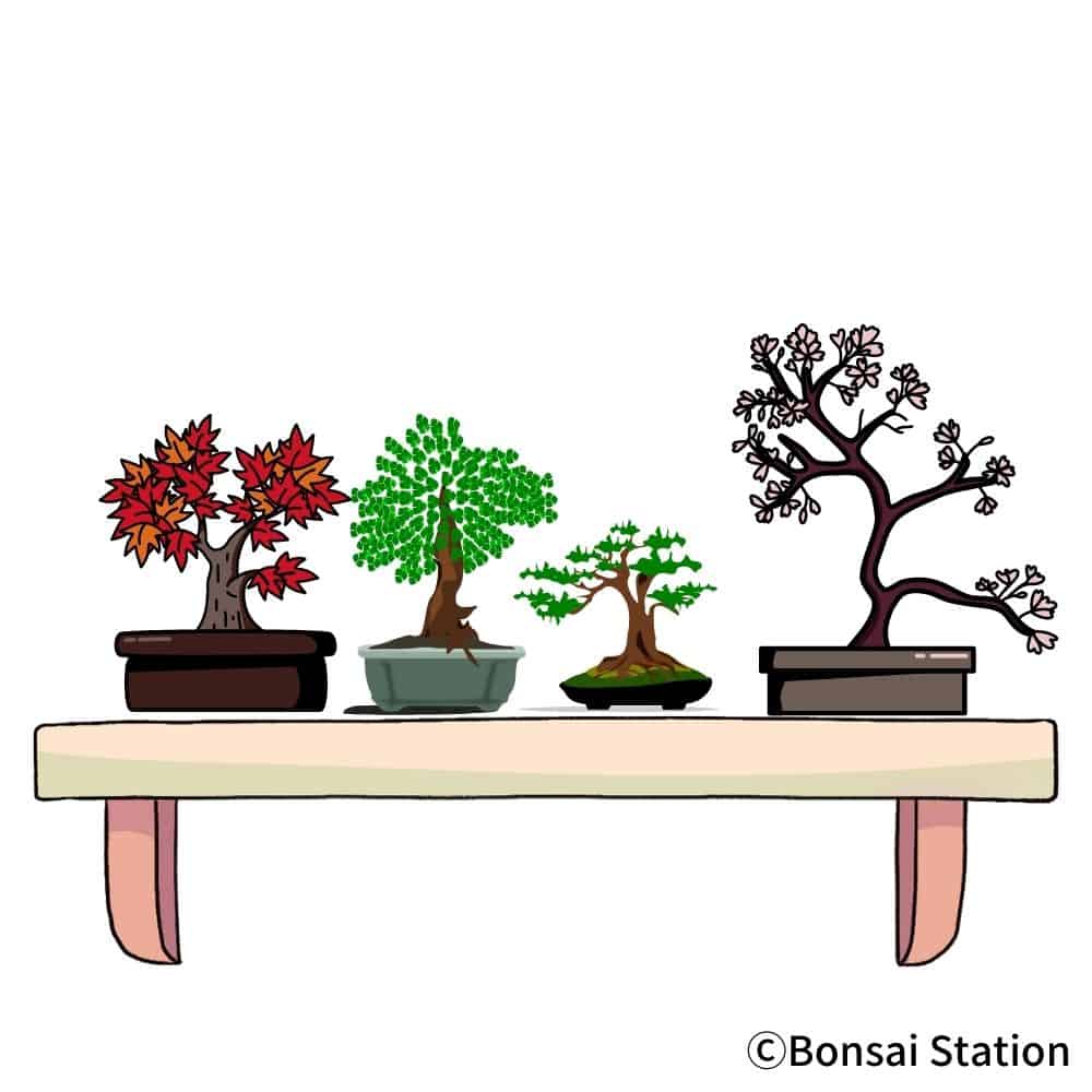 Japanese Maple Seedlings Care: The Ultimate Guide