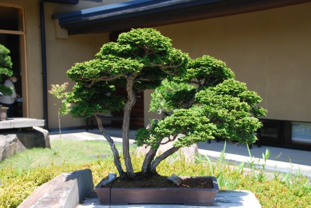 Ultimate Guide To Choosing Mini Bonsai Pot
