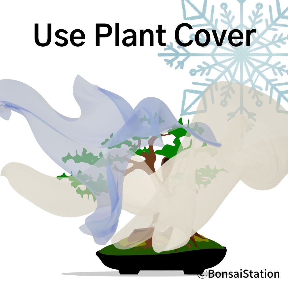 How To Care For Mini Bonsai Trees: A Complete Guide