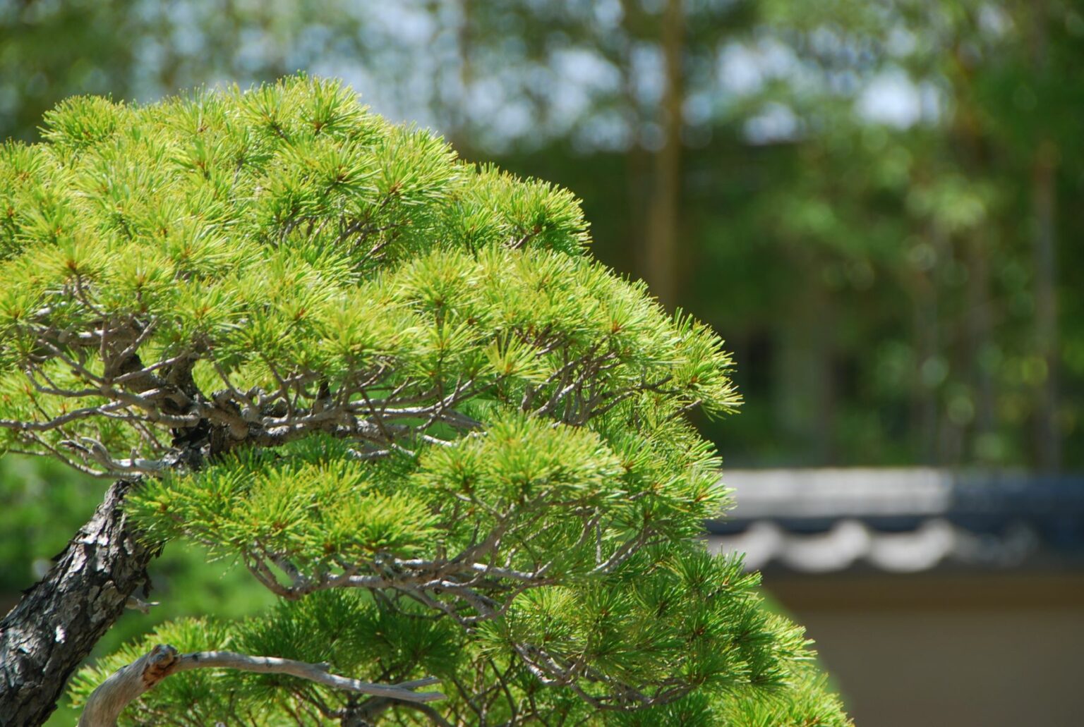How To Start A Mini Bonsai