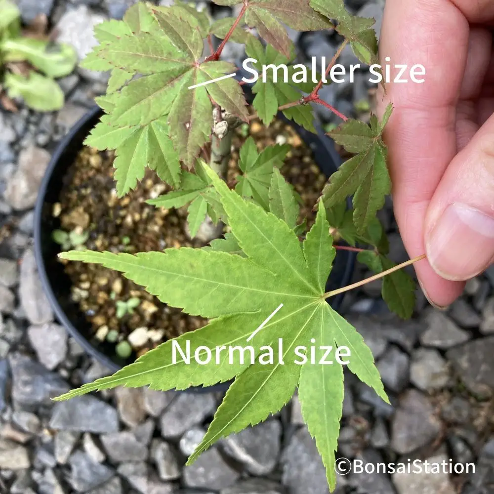 Choosing A Good Japanese Maple Bonsai