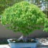 Bonsai Identification Guide: How To Tell