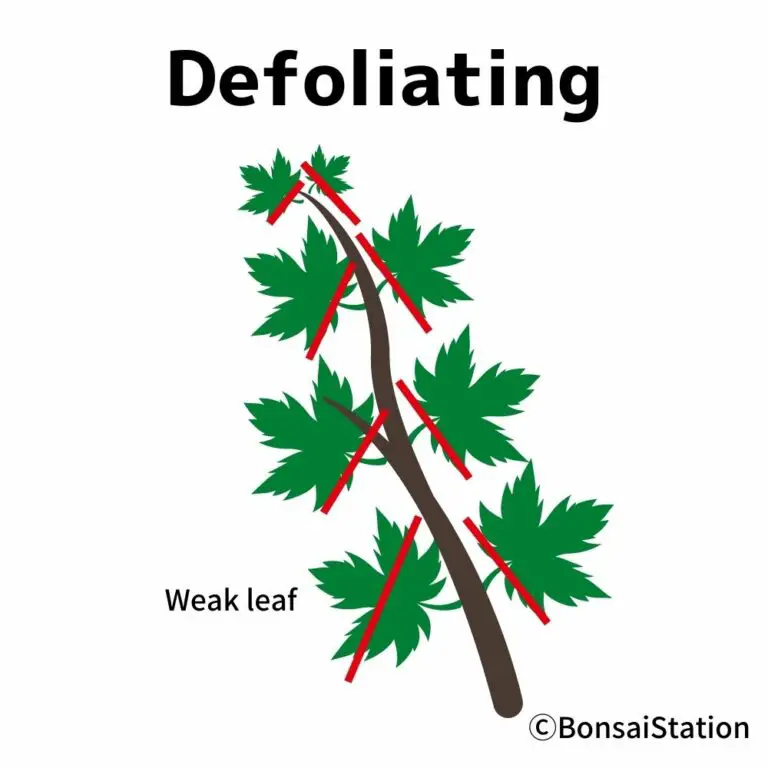 How To Shape Japanese Maple Seedlings