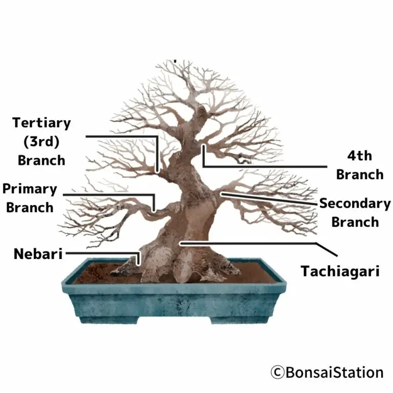 Front And Back: A Guide For Positioning Bonsai