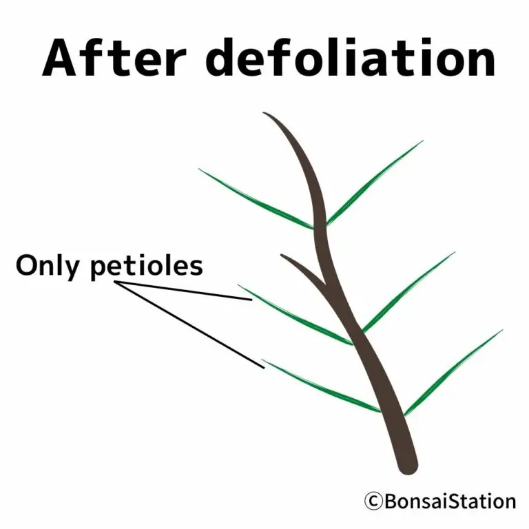 How to make a bonsai grow new branches