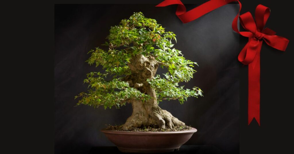 Best Bonsai Species For A Gift