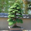 Everything To Know Before Having Bonsai