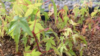 Japanese Maple Seedlings Care: The Ultimate Guide