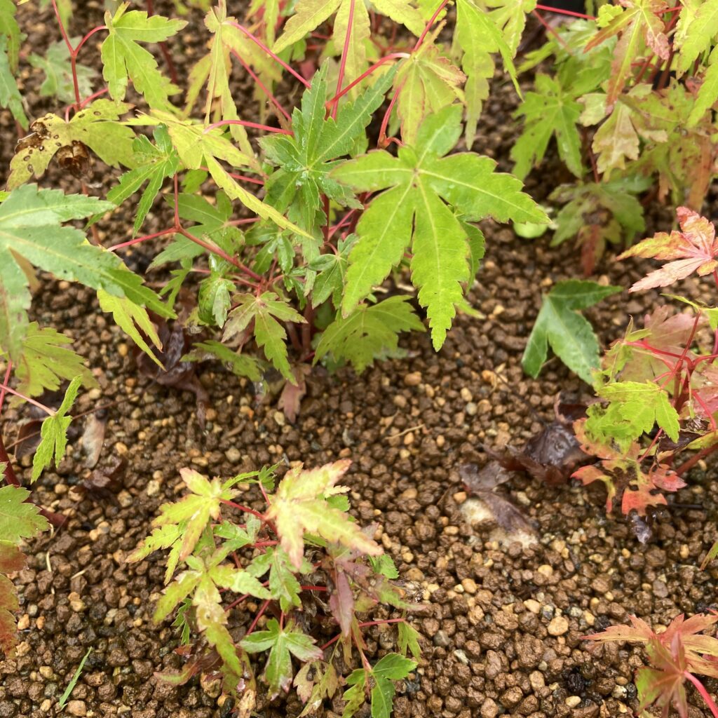 How To Shape Japanese Maple Seedlings