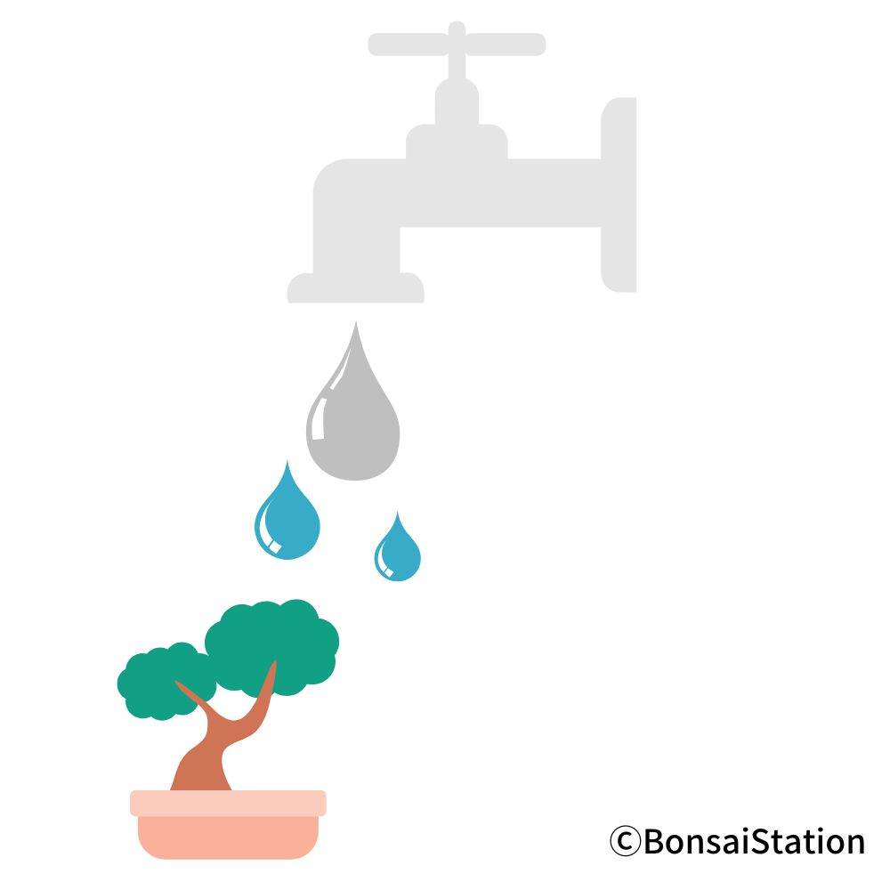 Reviving a Dried Out Bonsai: A Step-by-Step Guide
