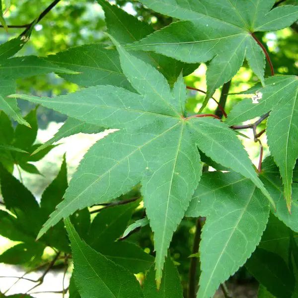 Bonsai Identification Guide: How To Tell