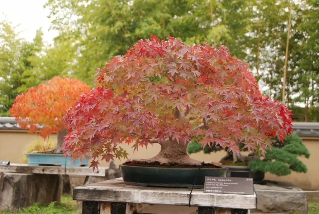 Best Styles For Japanese Maple Bonsai