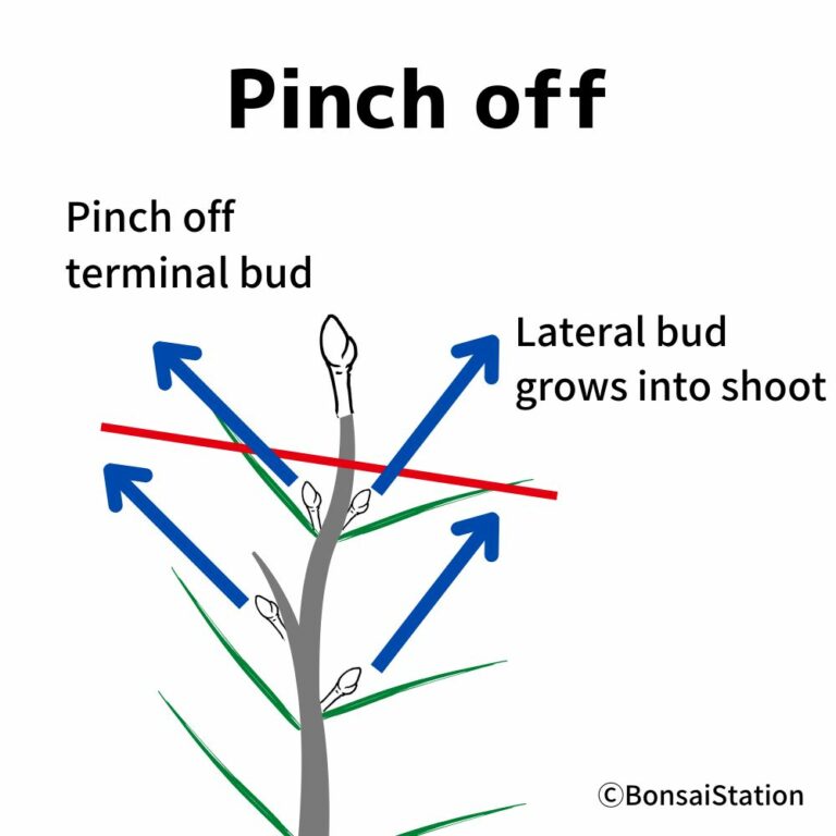 Pinching Japanese Maple Bonsai Spring Buds: Why and How