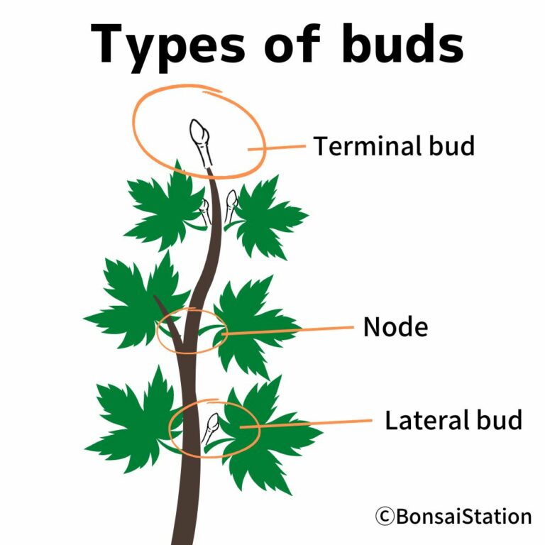How to make a bonsai grow new branches