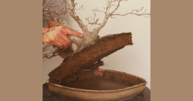 How To Repot Japanese Maple Bonsai