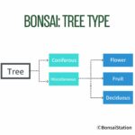 Bonsai Identification Guide: How To Tell