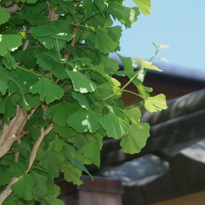 Bonsai Identification Guide: How To Tell
