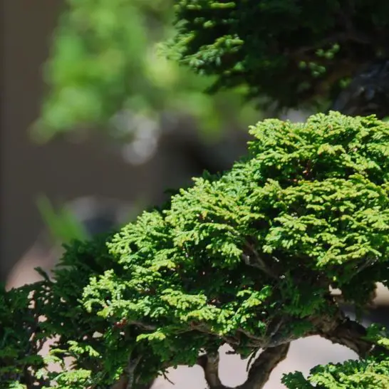 Bonsai Identification Guide: How To Tell