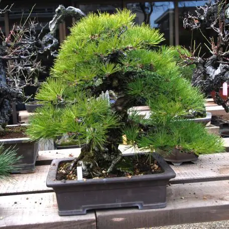 How Much?: Normal Bonsai Tree Price