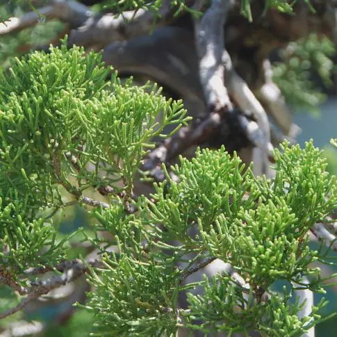 Bonsai Identification Guide: How To Tell