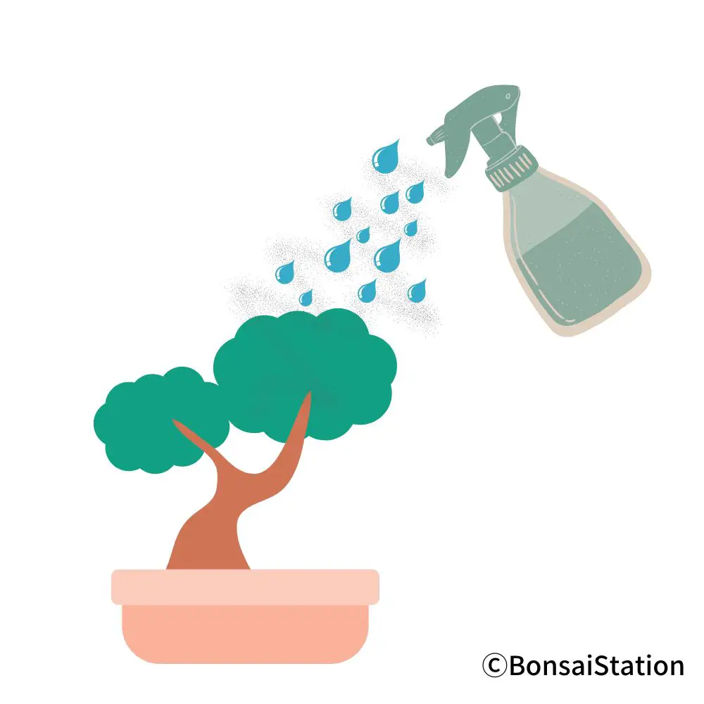 Reviving a Dried Out Bonsai: A Step-by-Step Guide