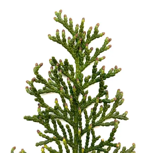 Bonsai Identification Guide: How To Tell