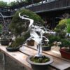 Creating Jin and Shari Bonsai: A Step-By-Step Guide