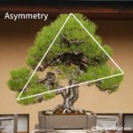 Front And Back: A Guide For Positioning Bonsai