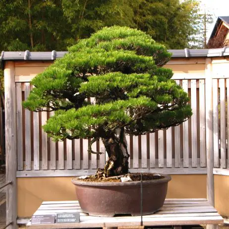 Front And Back: A Guide For Positioning Bonsai